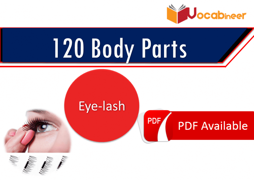 Parts Of Body In Hindi Urdu 120 Body Parts Names In English 