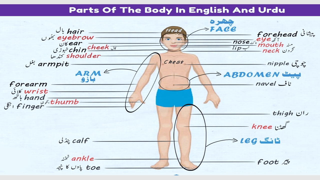Female Body Parts Name With Picture Pdf Be Safe What Are Private 