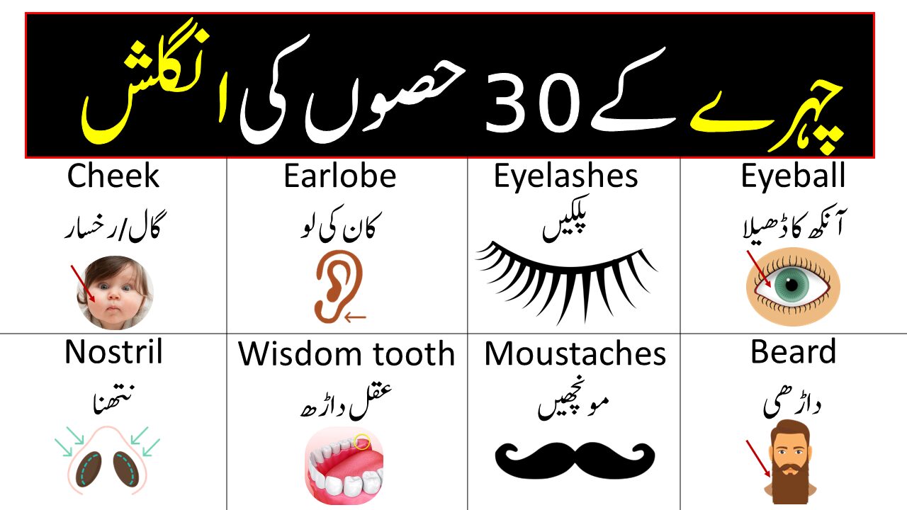 Parts of Face Name in English and Urdu