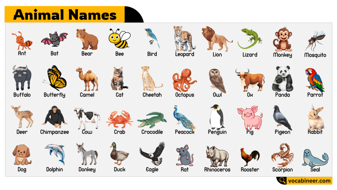 Animal Names with Pictures to Improve Your English