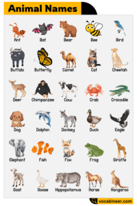 Animal Names A – Z: List of Animals with their Pictures