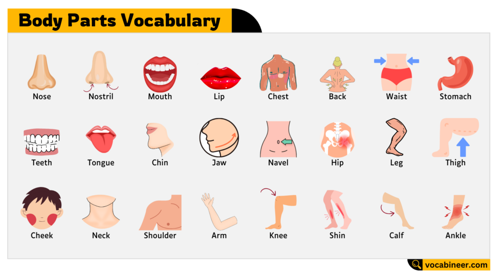 Body Parts Vocabulary – Learn Human Anatomy Words