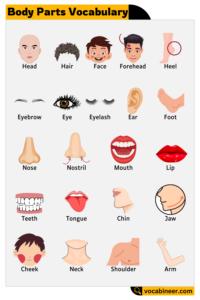 Human Parts of Body Names and Their Functions
