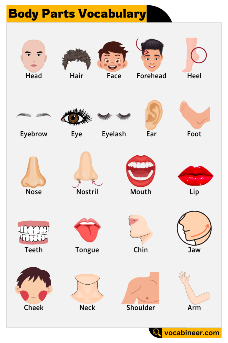 Human Parts of Body Names in English with Pictures