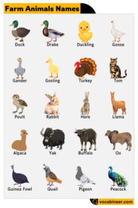Farm Animals Name in English with Pictures