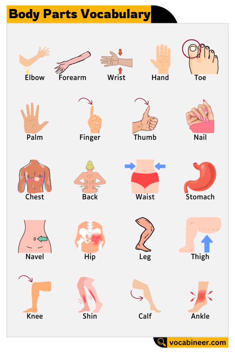 Human Parts of Body Names with their Pictures