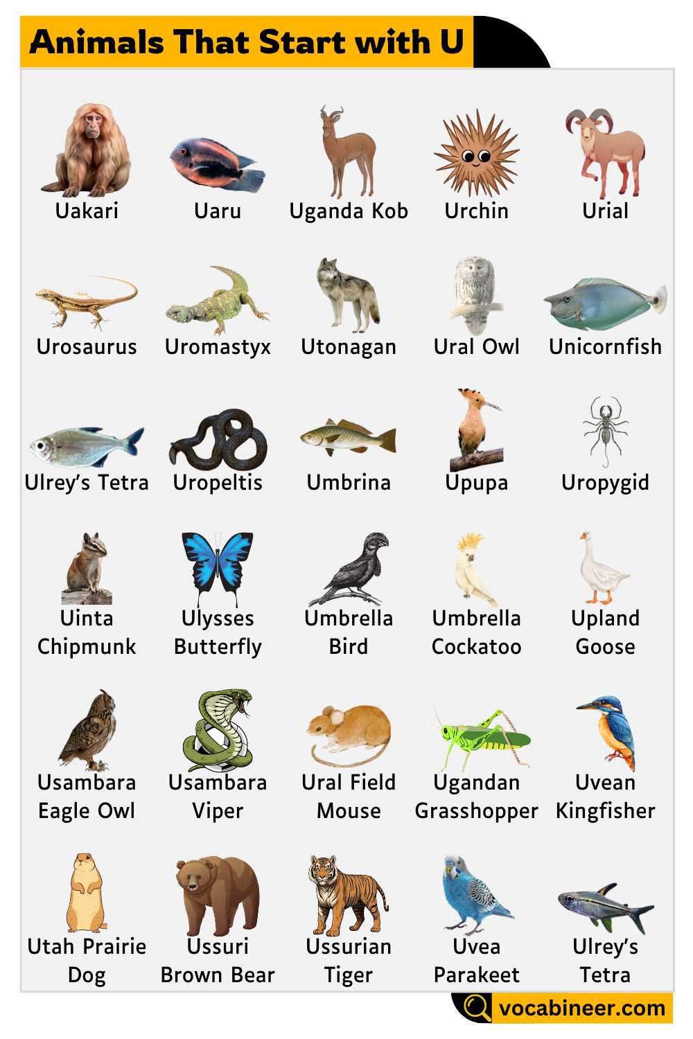 30 Rare Animals Names Starting with U