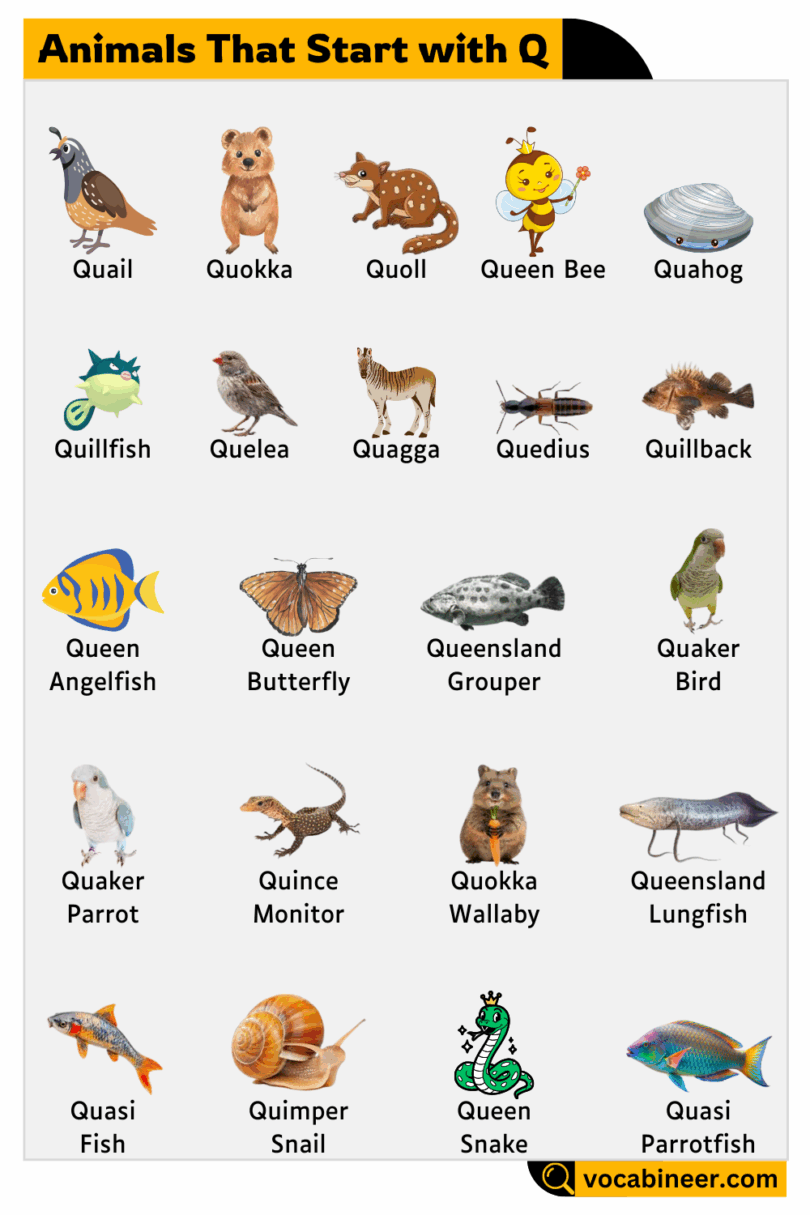 21 Animals Names from Q Letter