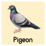List of 100 Land Animals Name in English with Pictures