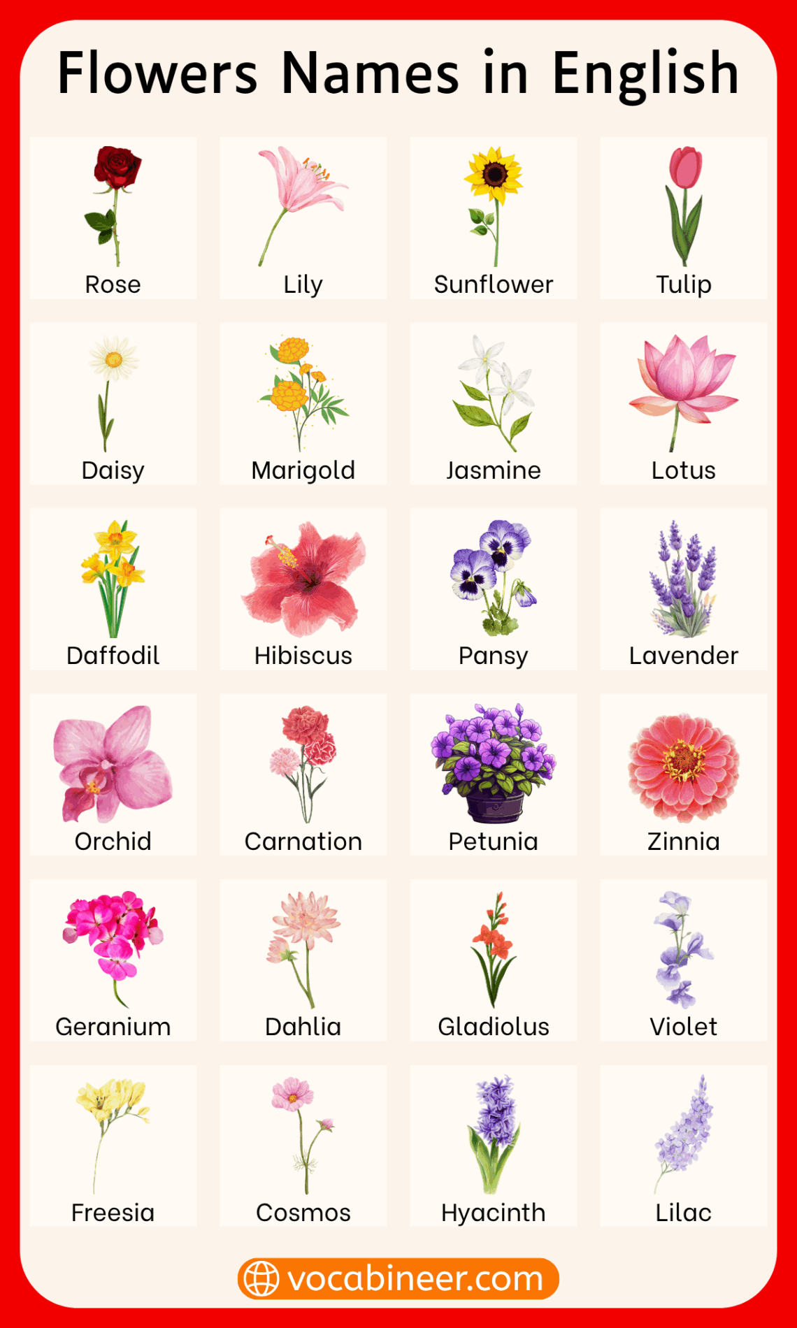 101 Flower Names in English: Types, Pictures, and Meanings