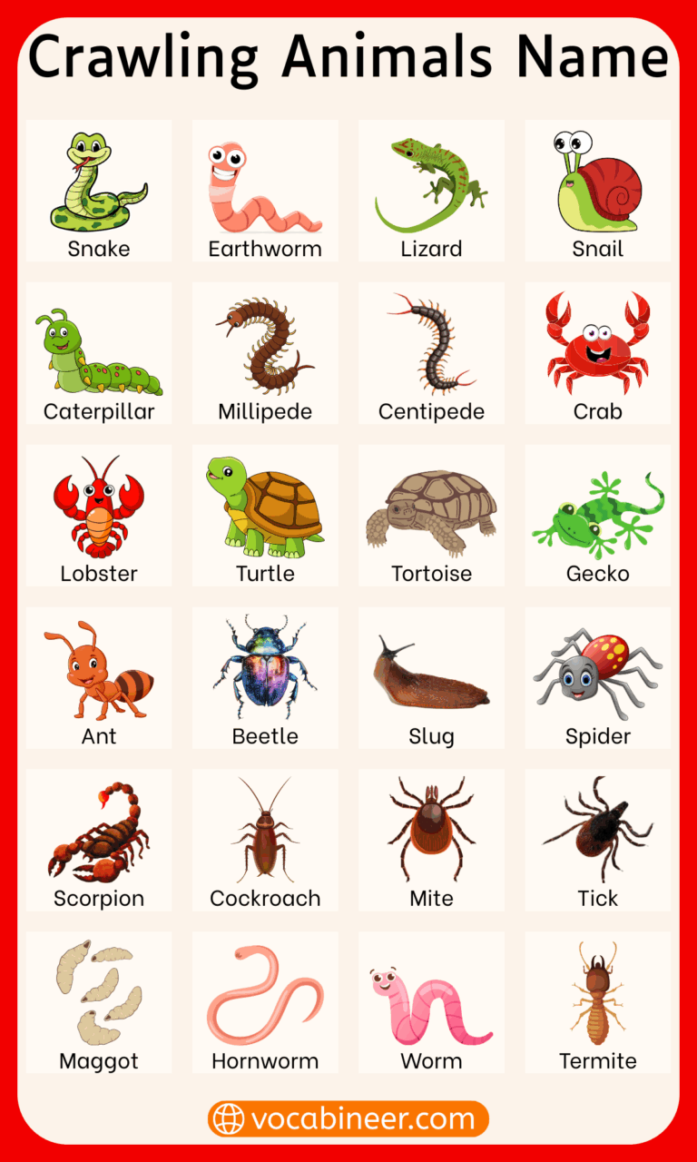 Crawling Animals Name in English with Pictures
