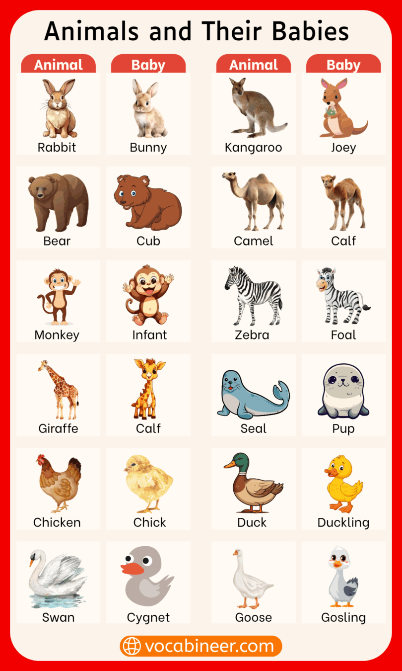 Animals and their Babies Names in English with Pictures