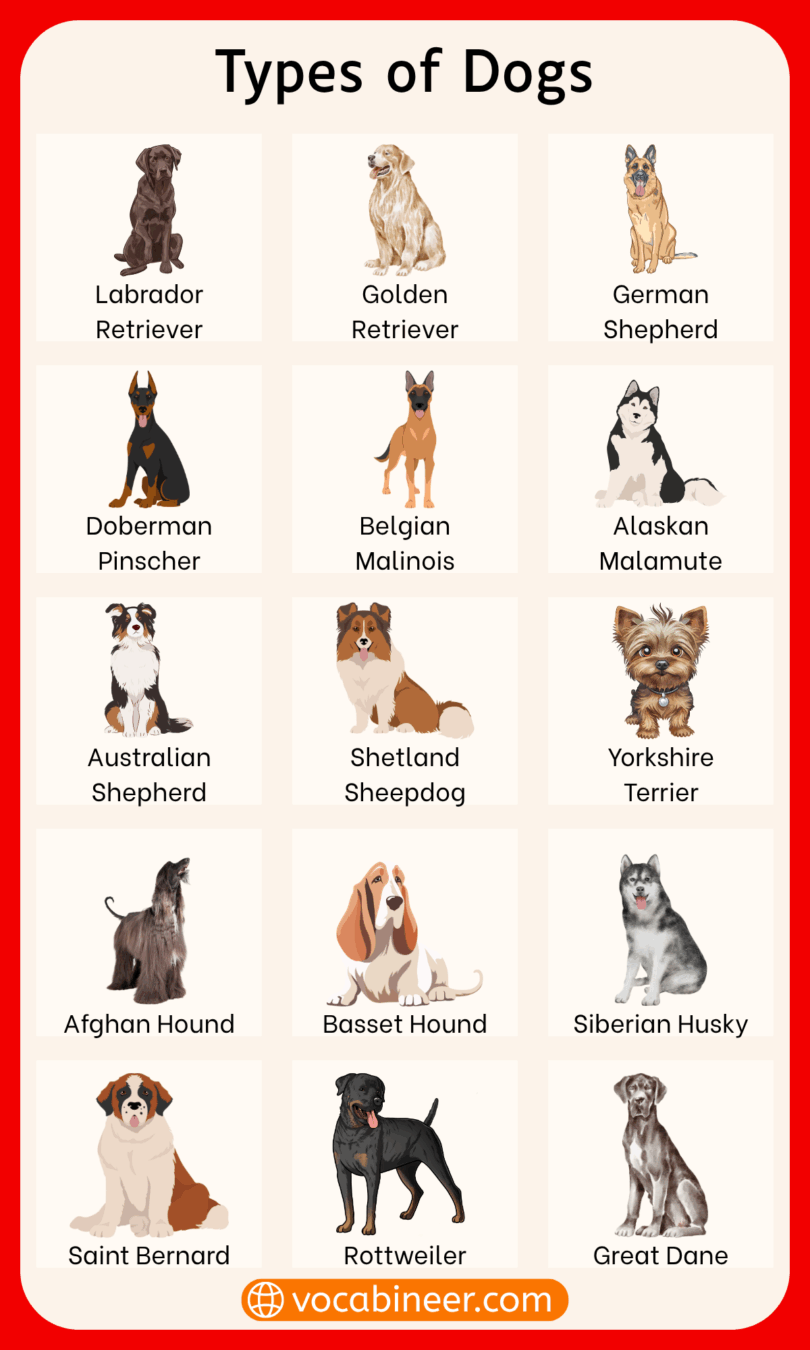 100 Types of Dogs Breed Names with Pictures