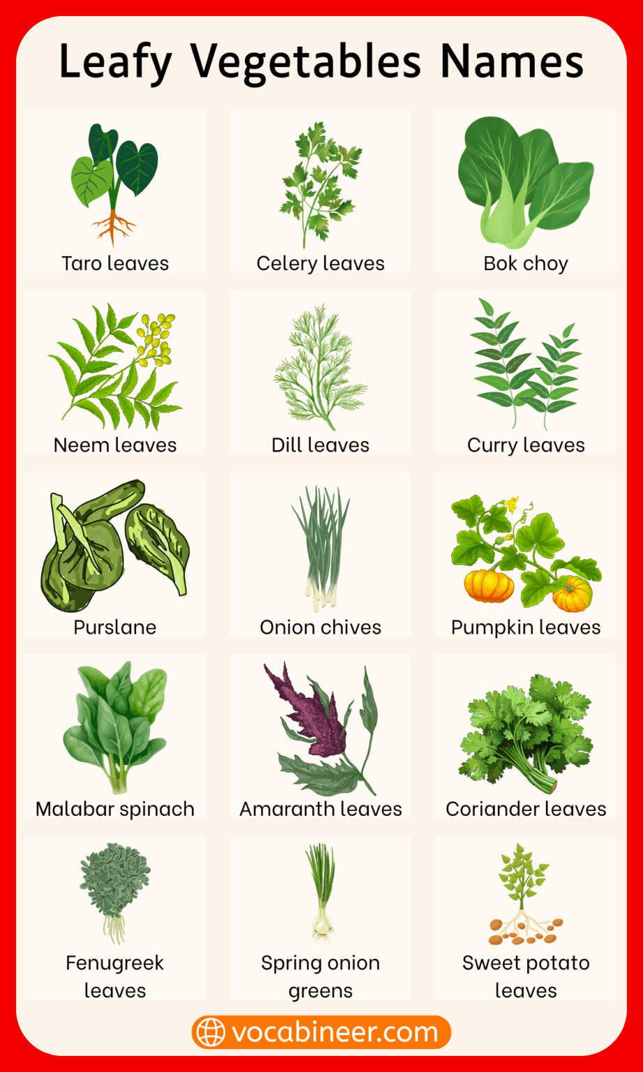 Leafy Vegetables Names in English with Pictures