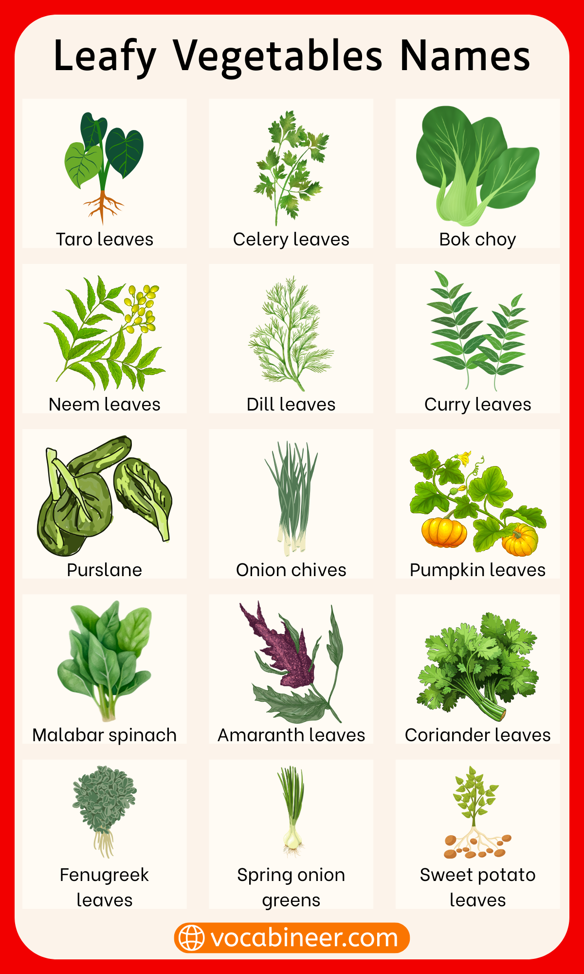 Leafy Vegetables Names in English with Pictures
