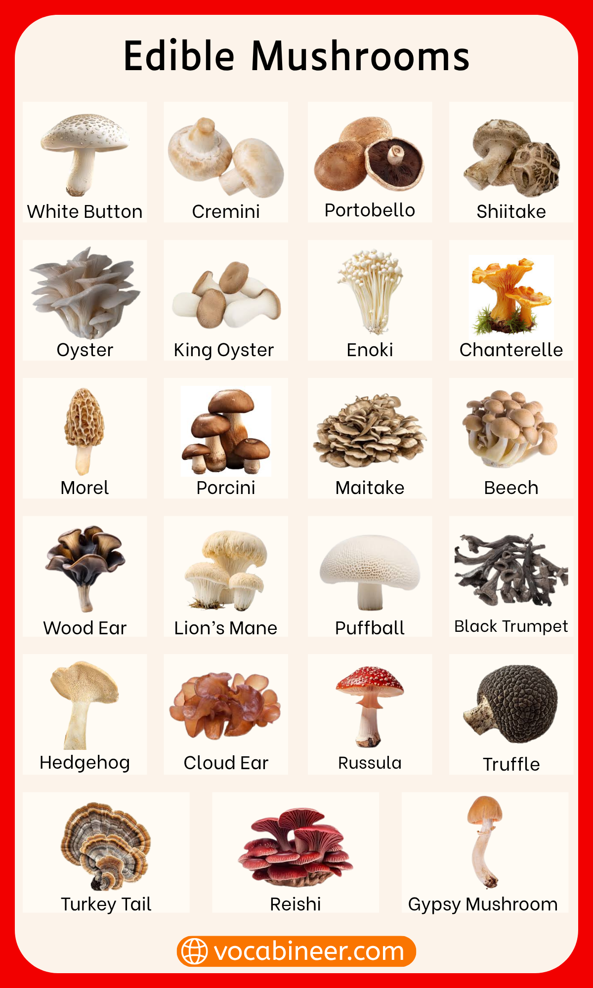 Edible Mushroom Names with Pictures for Easy Learning