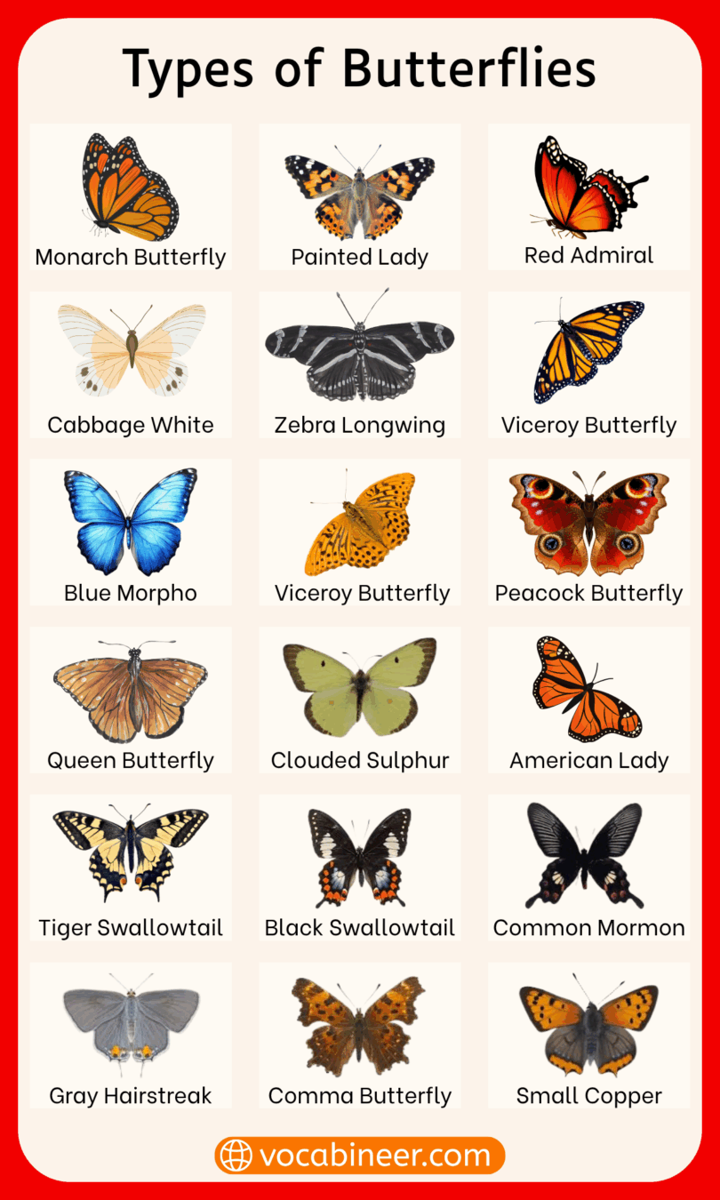 Different Types of Butterflies with Names and Pictures