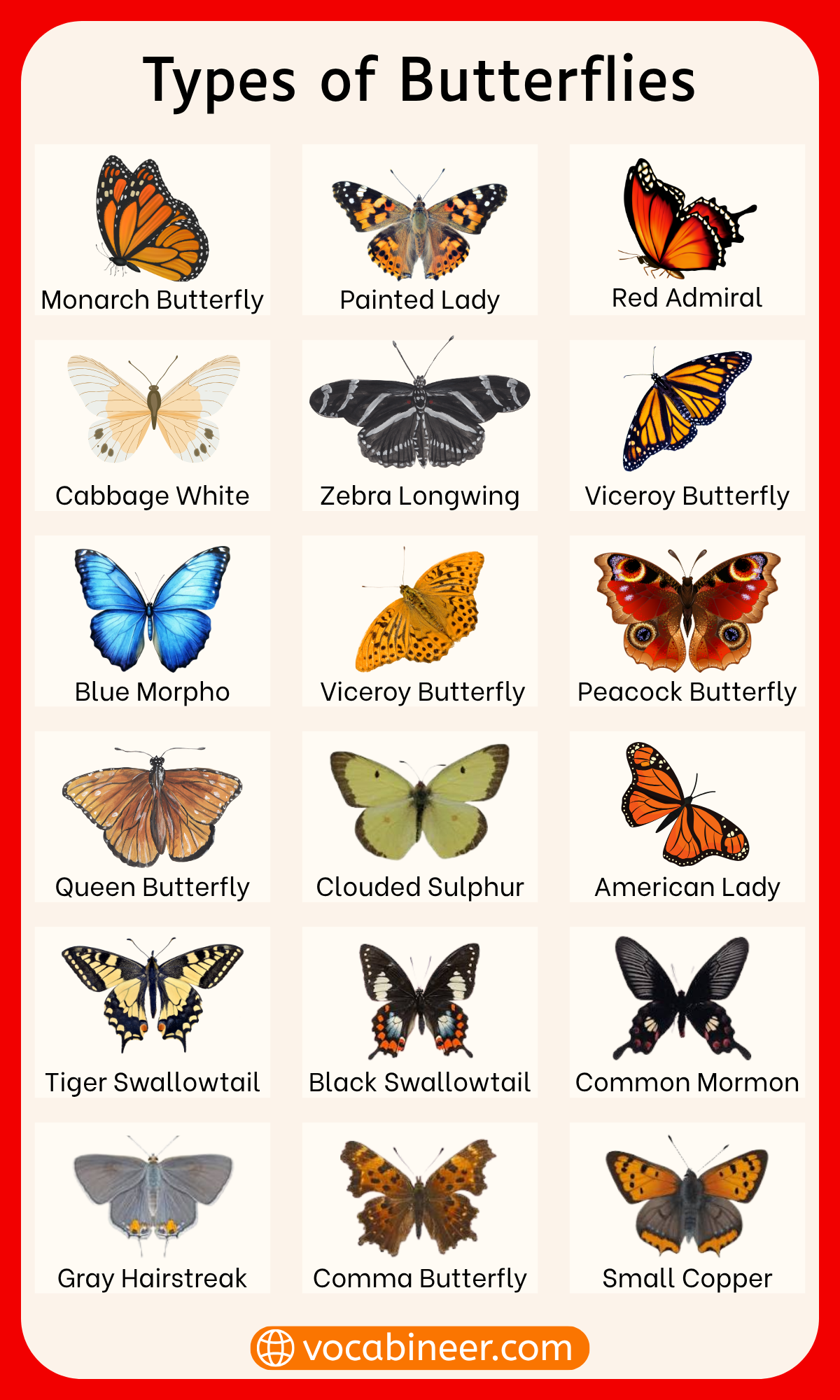 Different Types of Butterflies with Names and Pictures