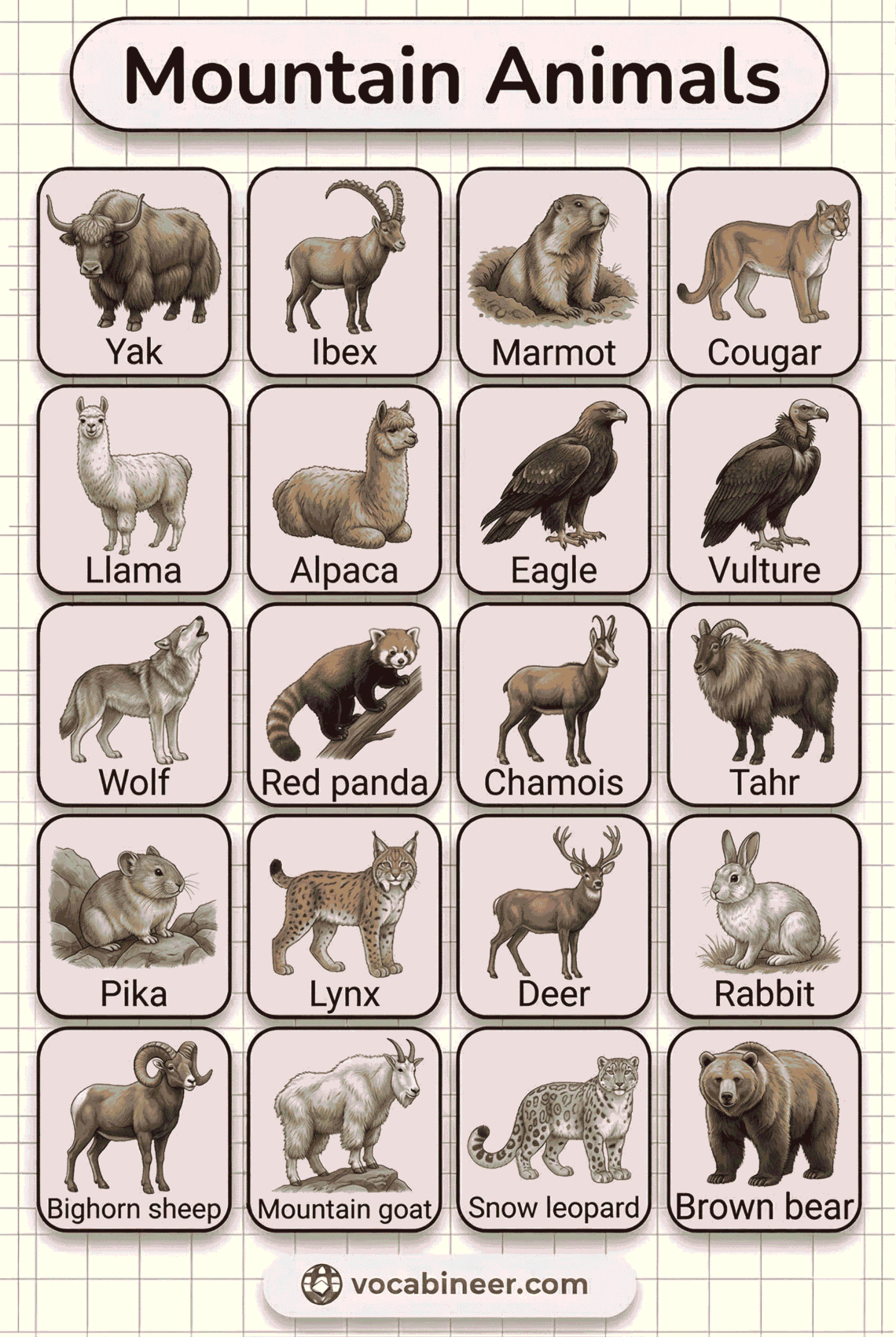 40+ Mountain Animals Names in English With Pictures (Complete List)