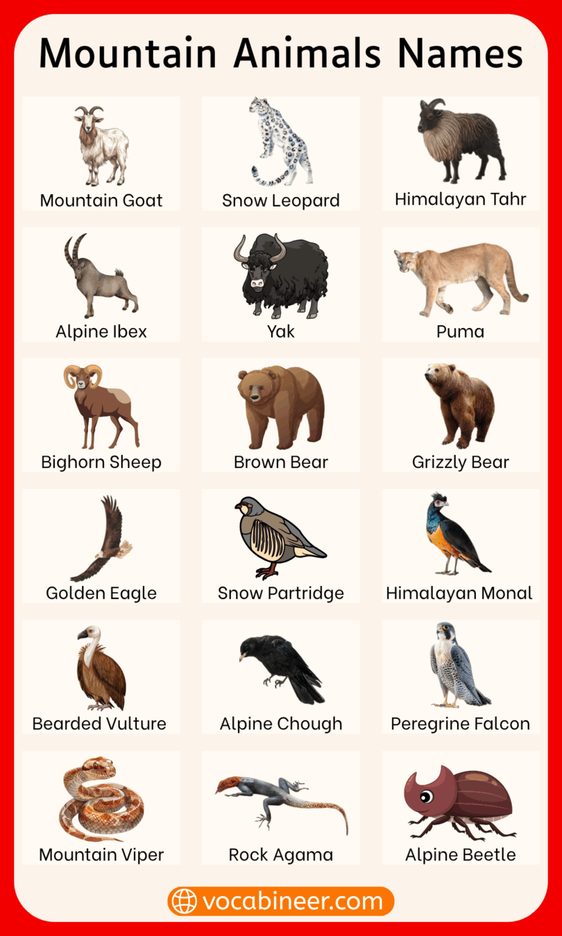 40+ Mountain Animals Names in English With Pictures (Complete List)