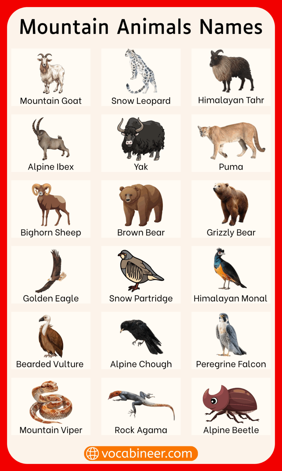 40+ Mountain Animals Names in English With Pictures (Complete List)