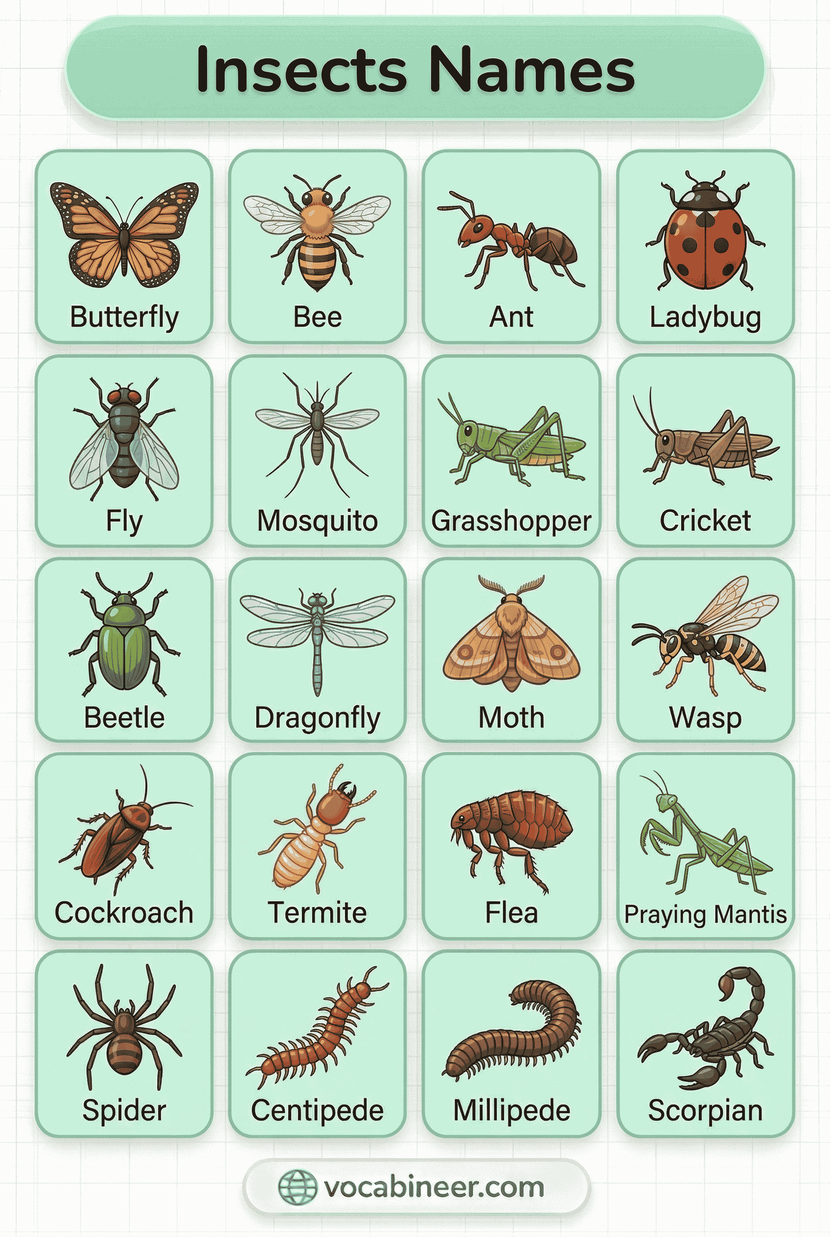 100+ Insects Names in English with Images Complete List