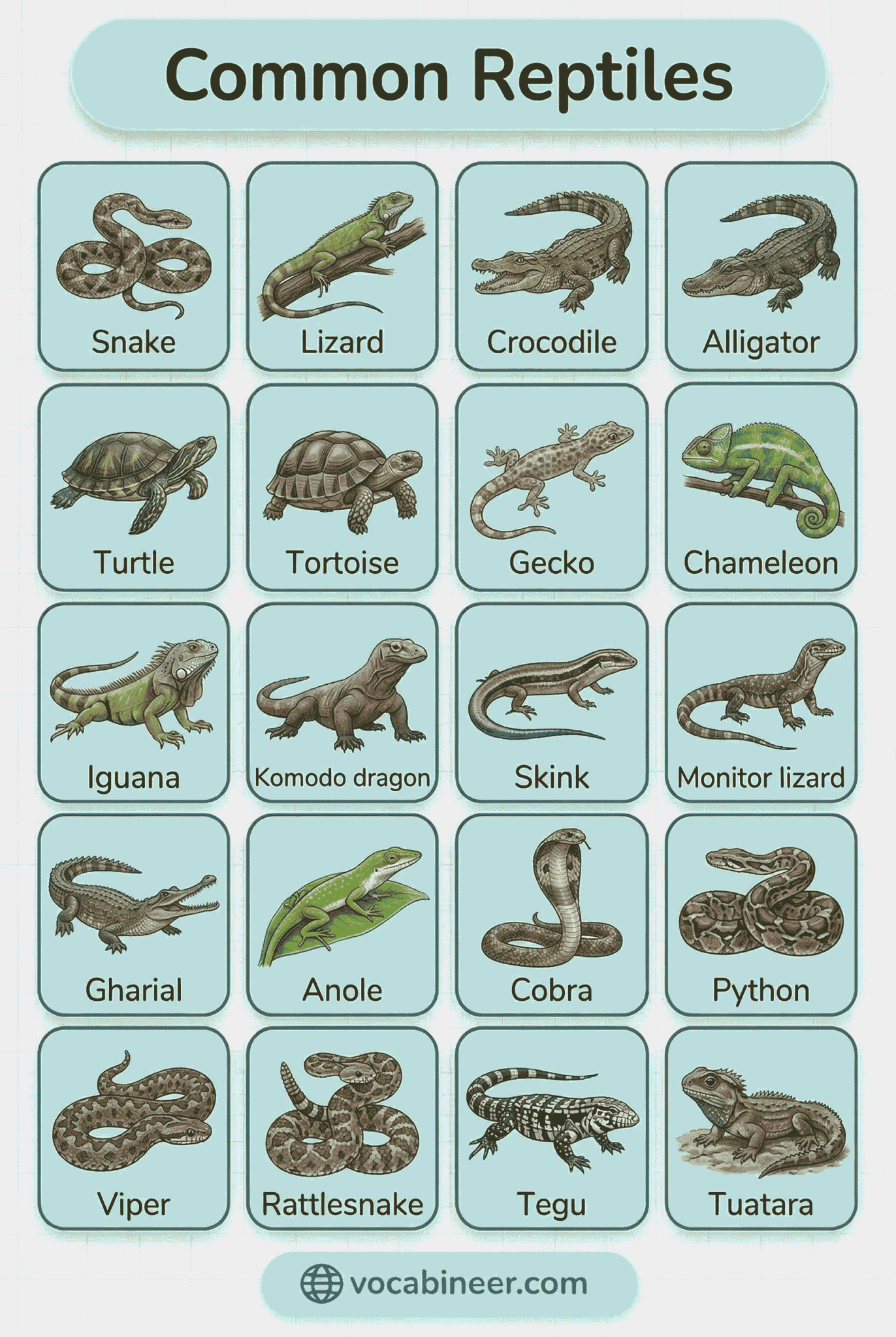 Reptile Animals Name: 80+ Types of Reptile with Their Pictures