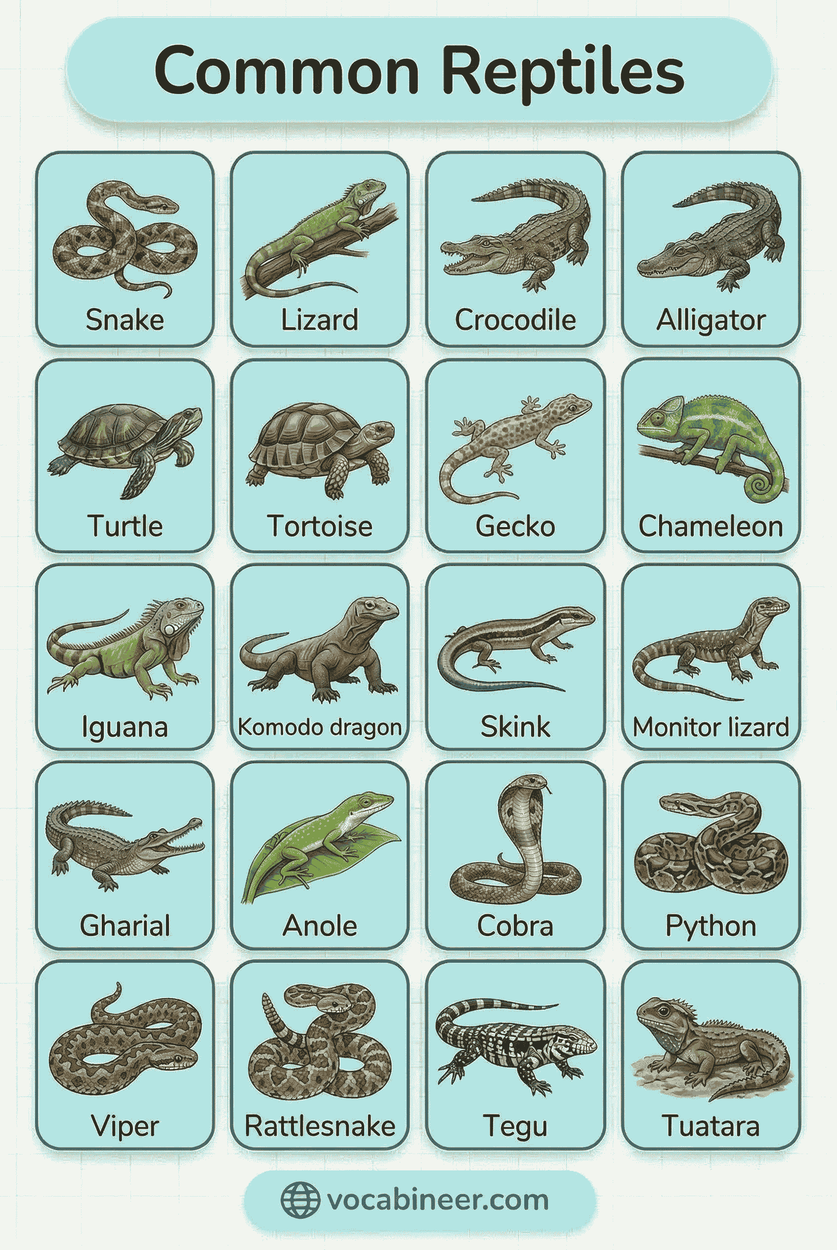Reptile Animals Name: 80+ Types of Reptile with Their Pictures