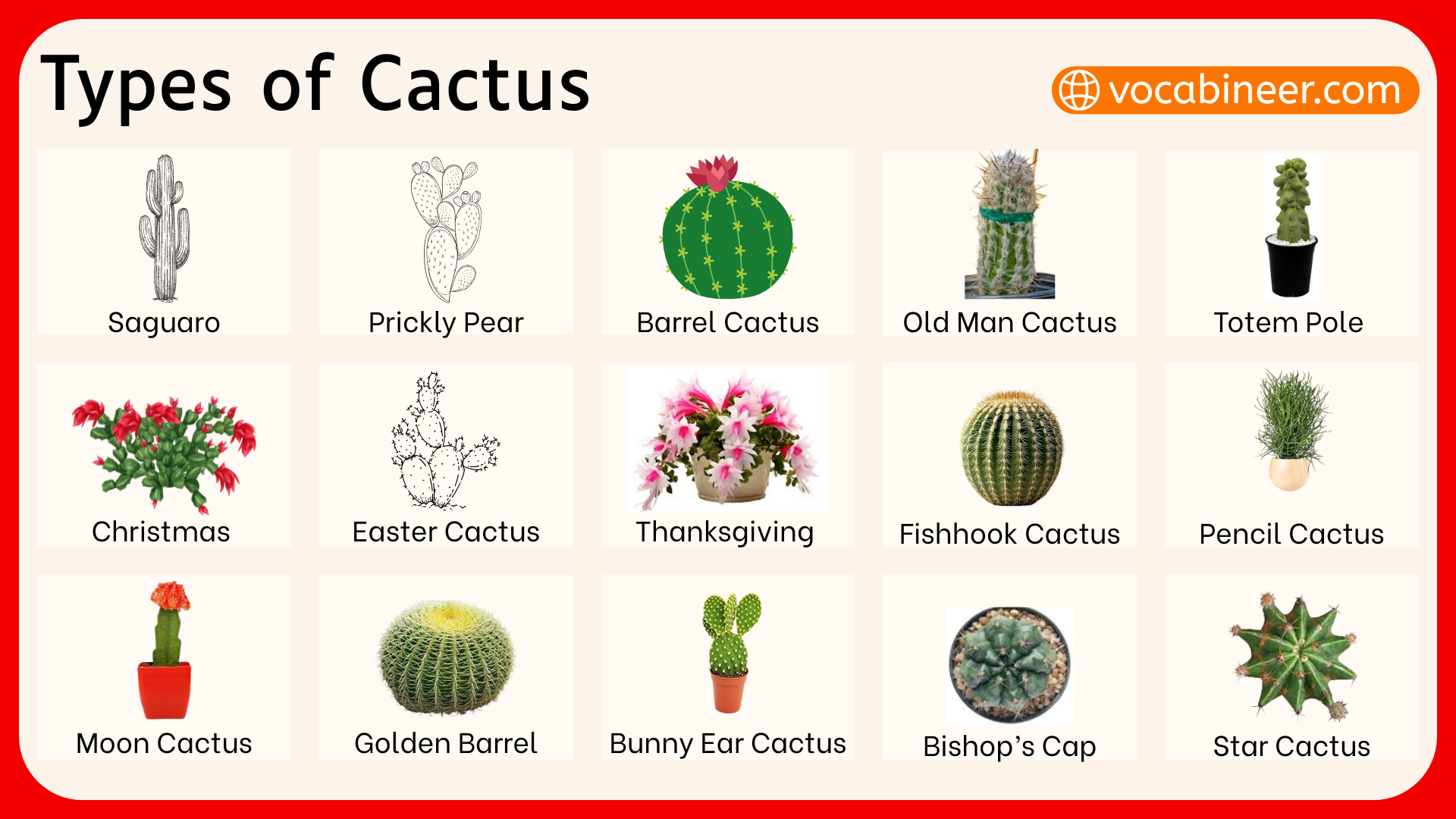 Different Types of Cactus Plants with their Pictures