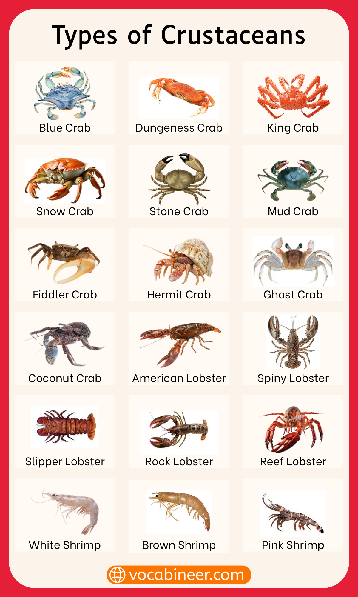 Types of Crustaceans with their Pictures