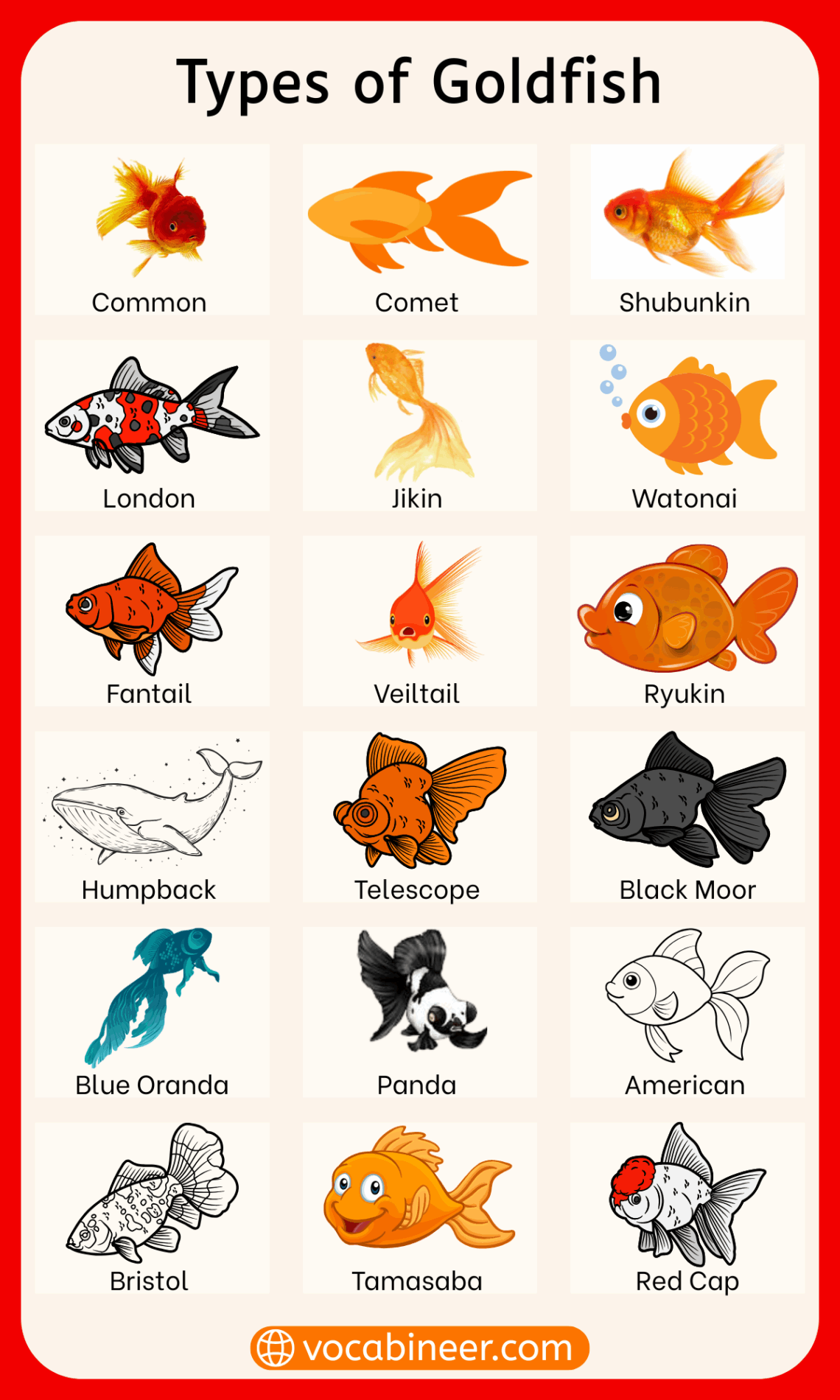 Different Types of Goldfish with their Names and Pictures
