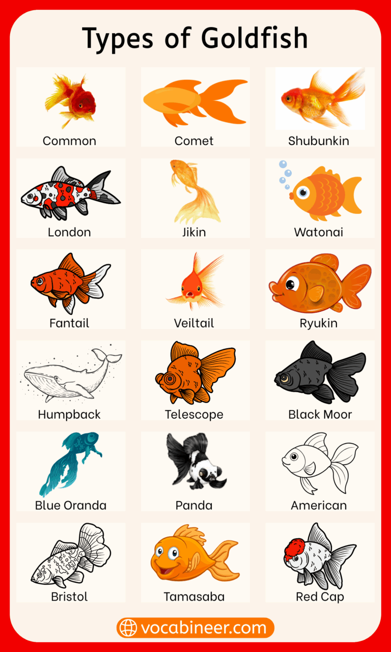 Different Types of Goldfish with their Names and Pictures
