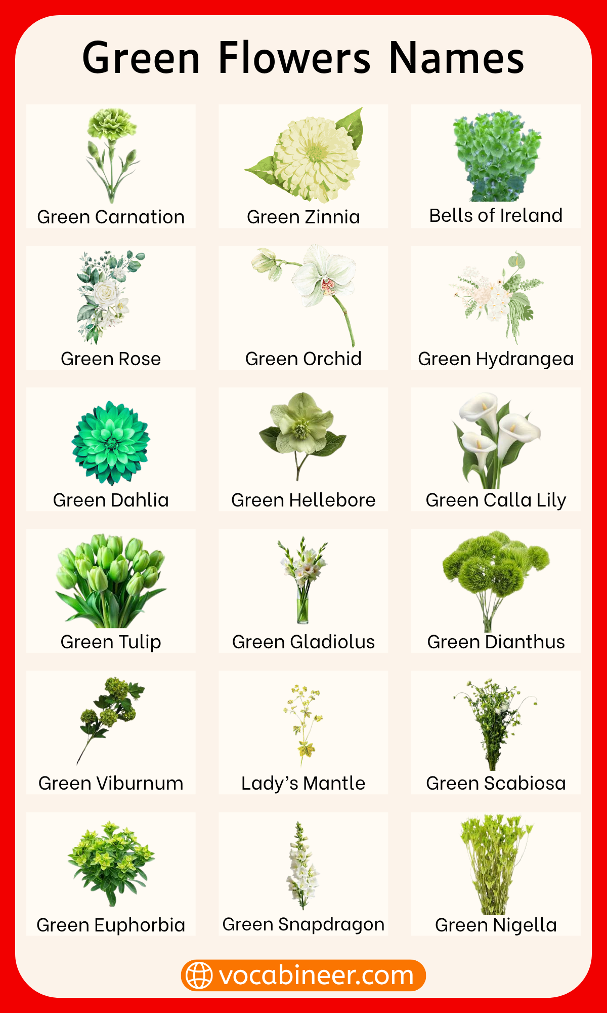 Green Flowers Names and their Pictures
