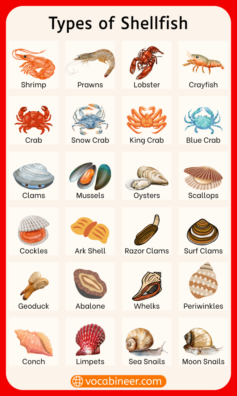 Types of Shellfish Names with Their Pictures