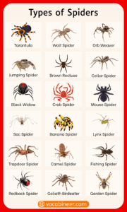 Types of Spiders and their Names with Pictures