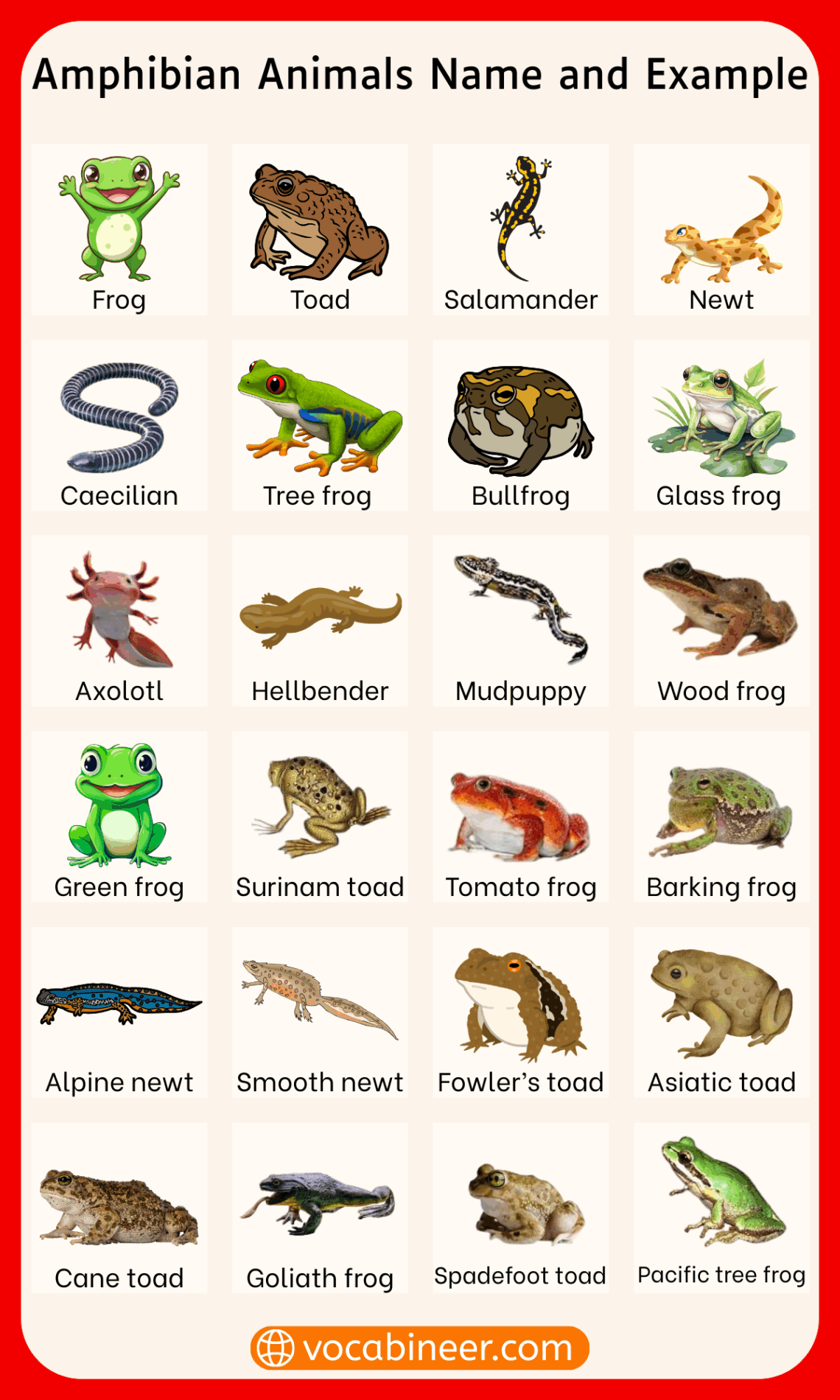 List of Amphibian Animals Name with Pictures for Learning