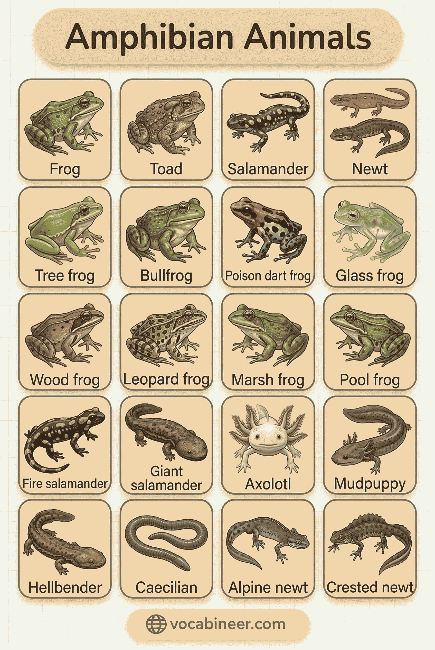 List of Amphibian Animals Name with Pictures
