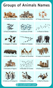 Animals Group Names in English with Pictures