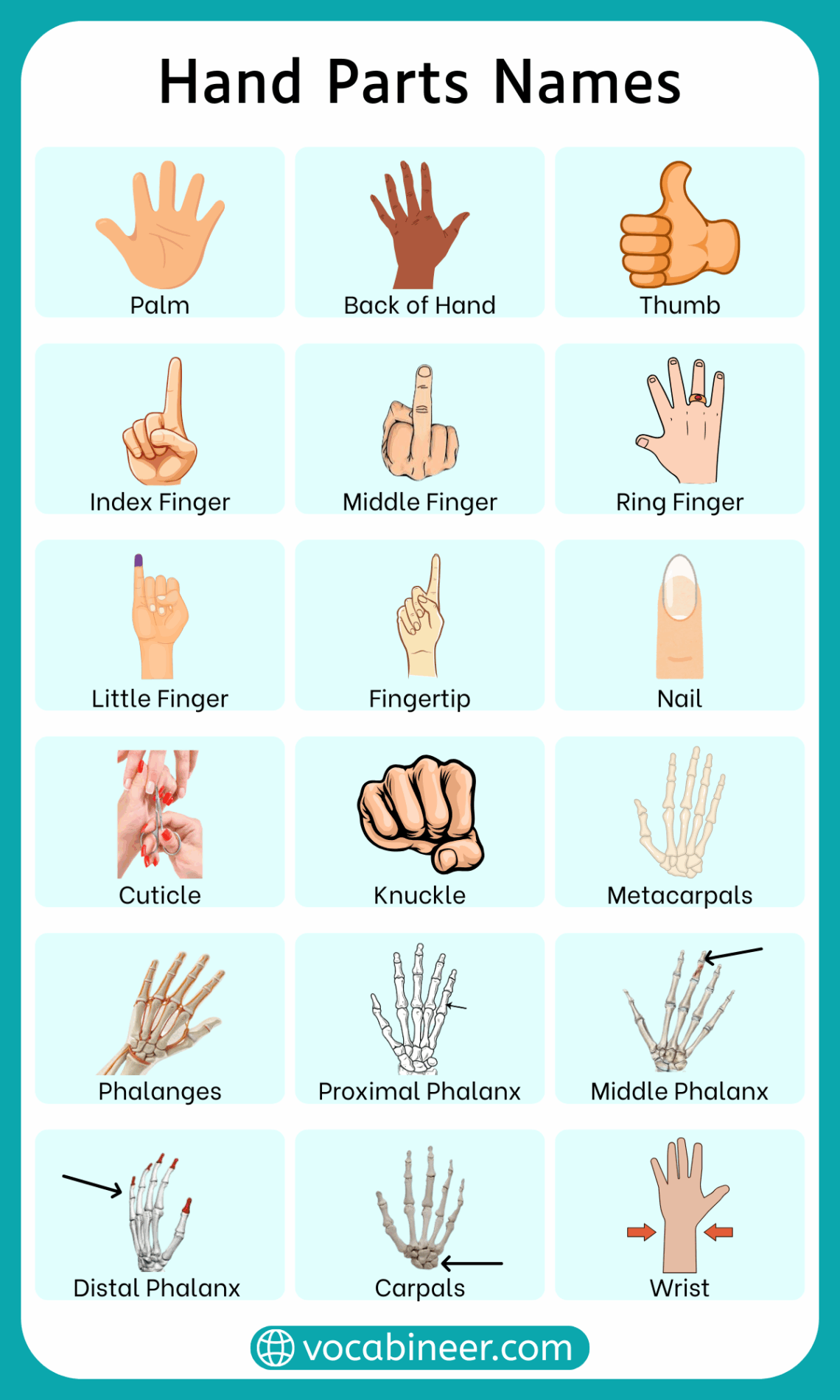 Hand Parts Name in English with Pictures