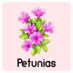101 Types of Flowers Names in English with Pictures