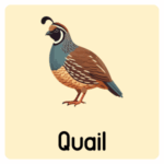 21 Animals Names from Q Letter