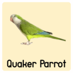 21 Animals Names from Q Letter