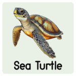 Reptile Animals Name: 80+ Types of Reptile with Their Pictures