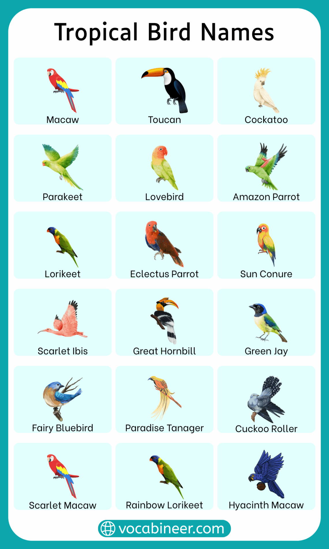 Tropical Bird Names List with their Pictures