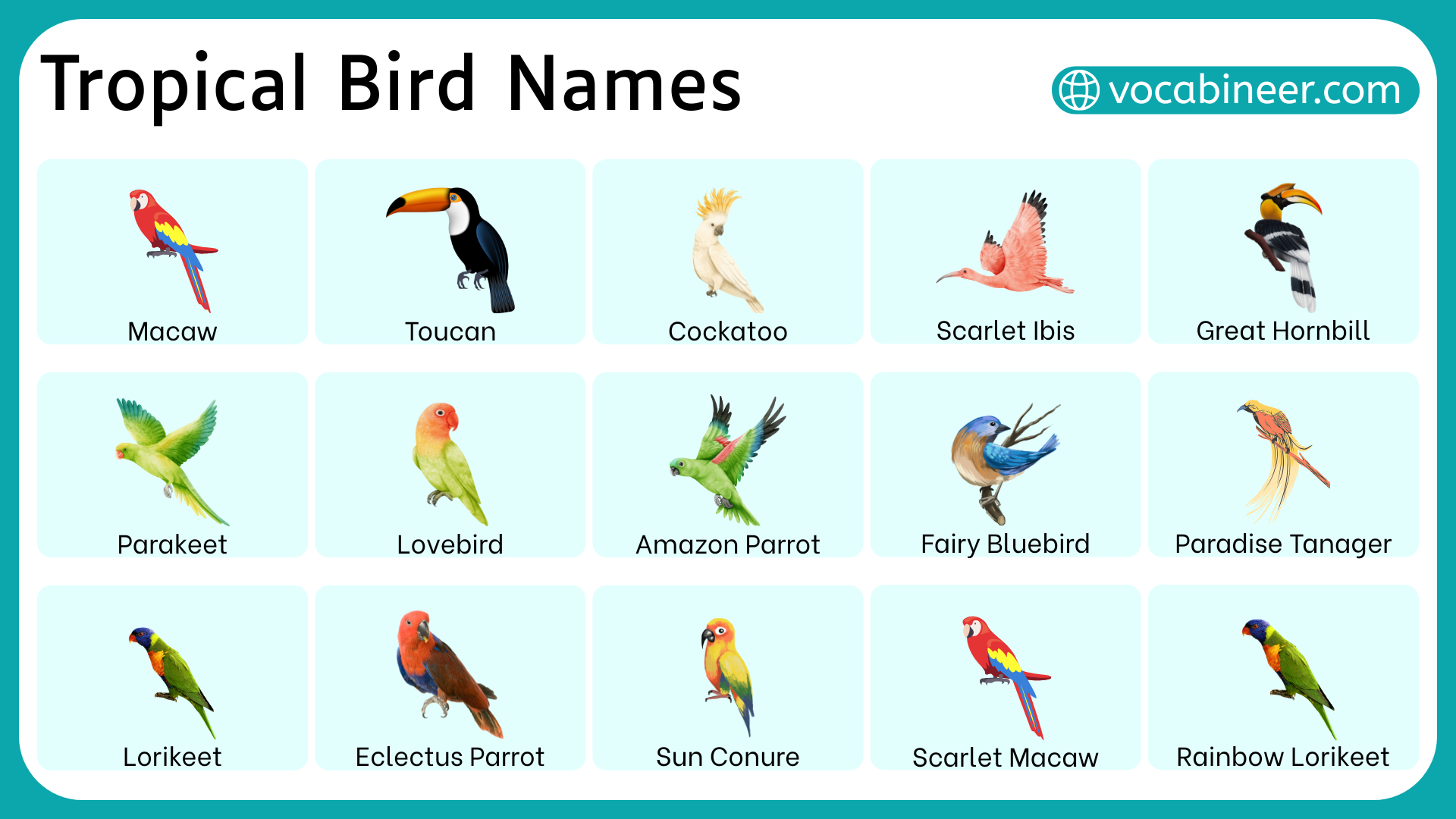 Tropical Bird Names List with their Pictures