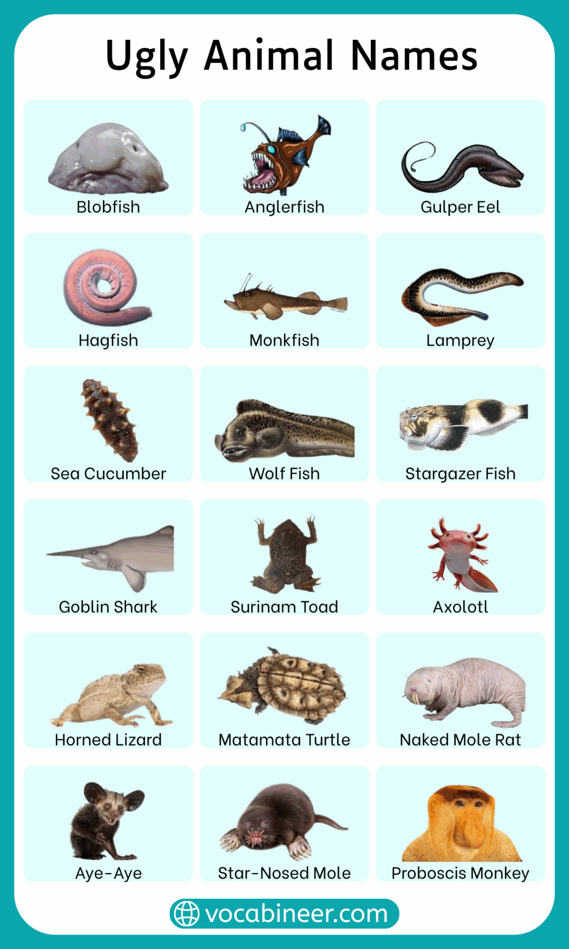 25 Ugly Animal Names in English with Pictures