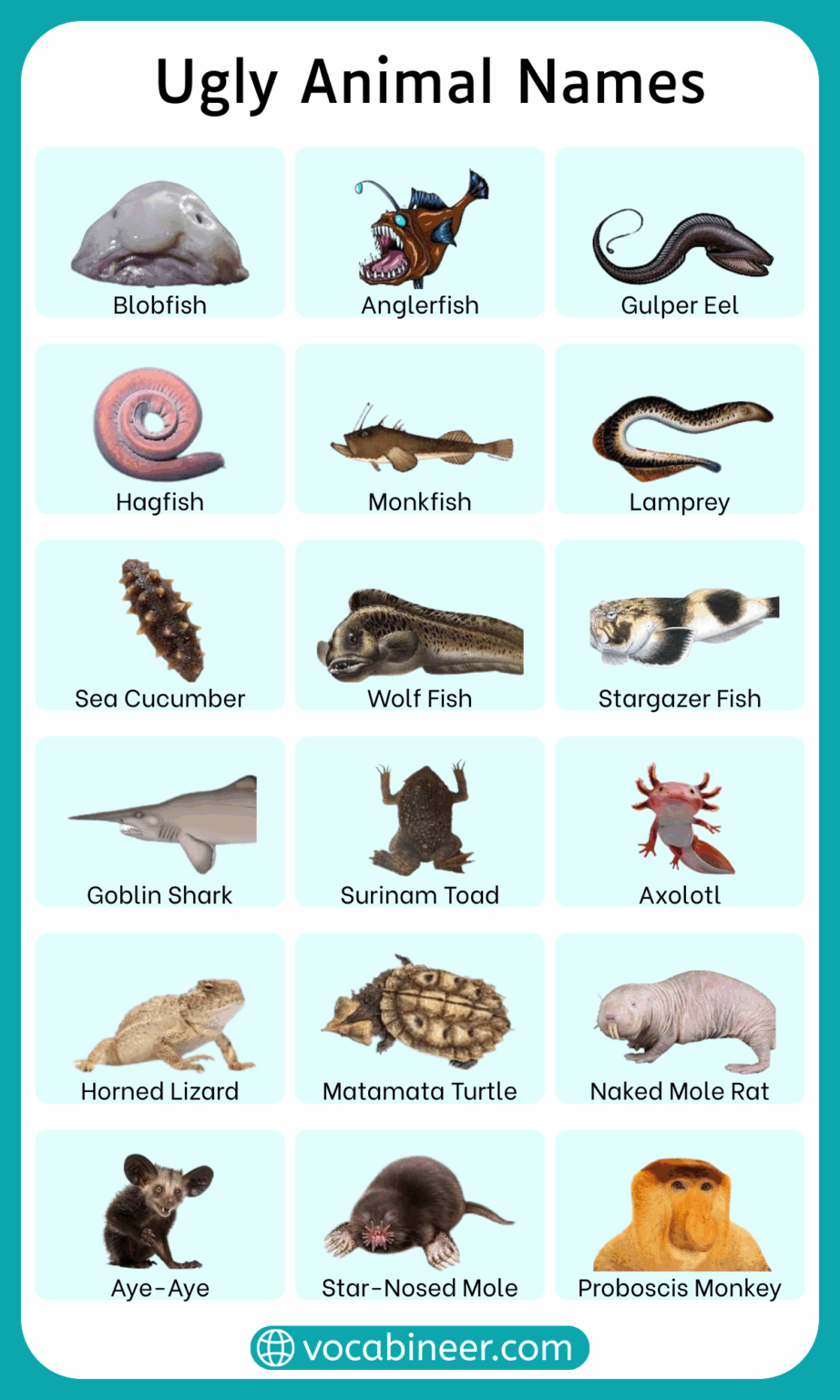 25 Ugly Animal Names in English with Pictures