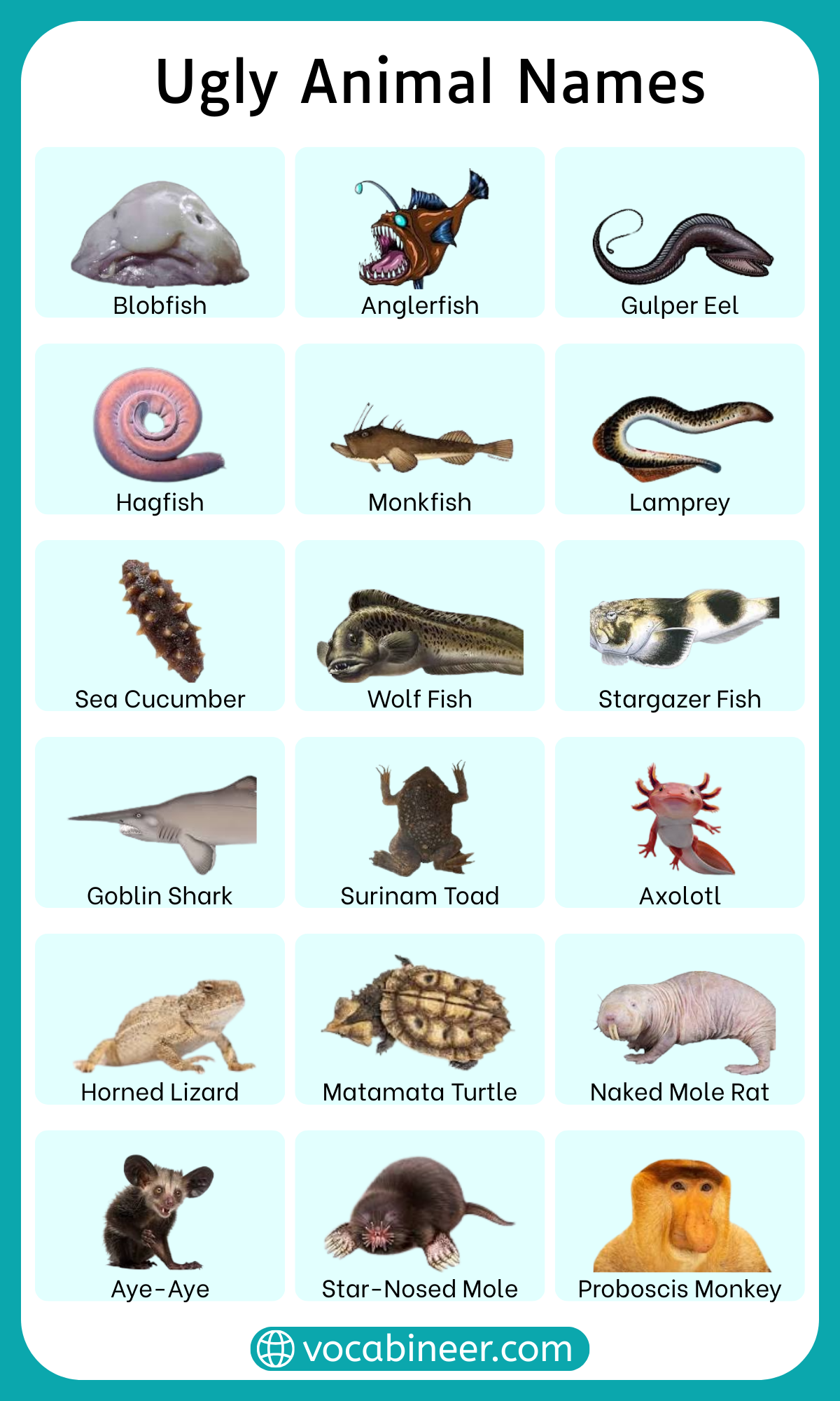 25 Ugly Animal Names in English with Pictures