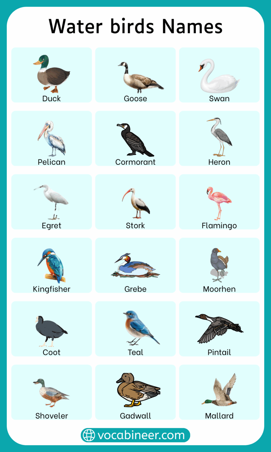 Water Birds Names List in English with Pictures