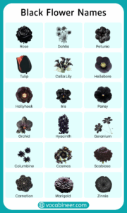 40 Black Flower Names List in English with Pictures